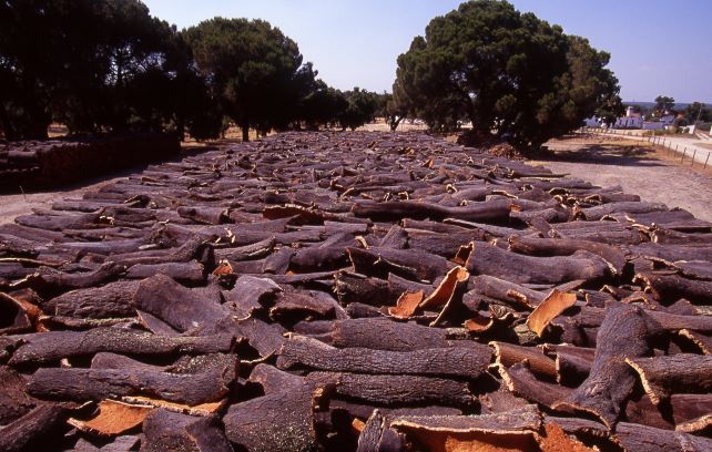 Low cork harvest in 2022 pushes cork prices higher - CorkLink - cork ...